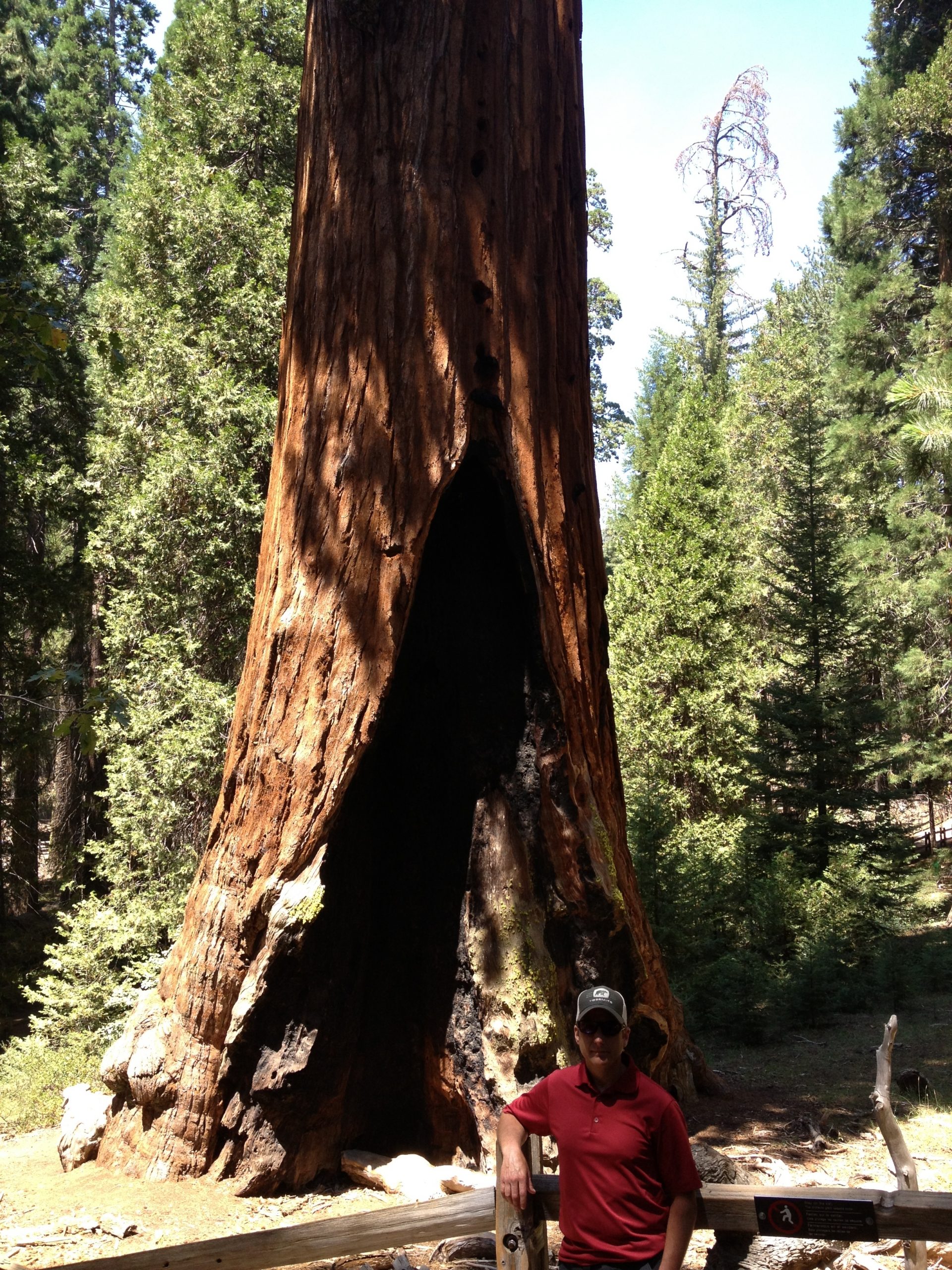 General Grant Grove – The Grant Tree Trail - Member Hike | YourHikes